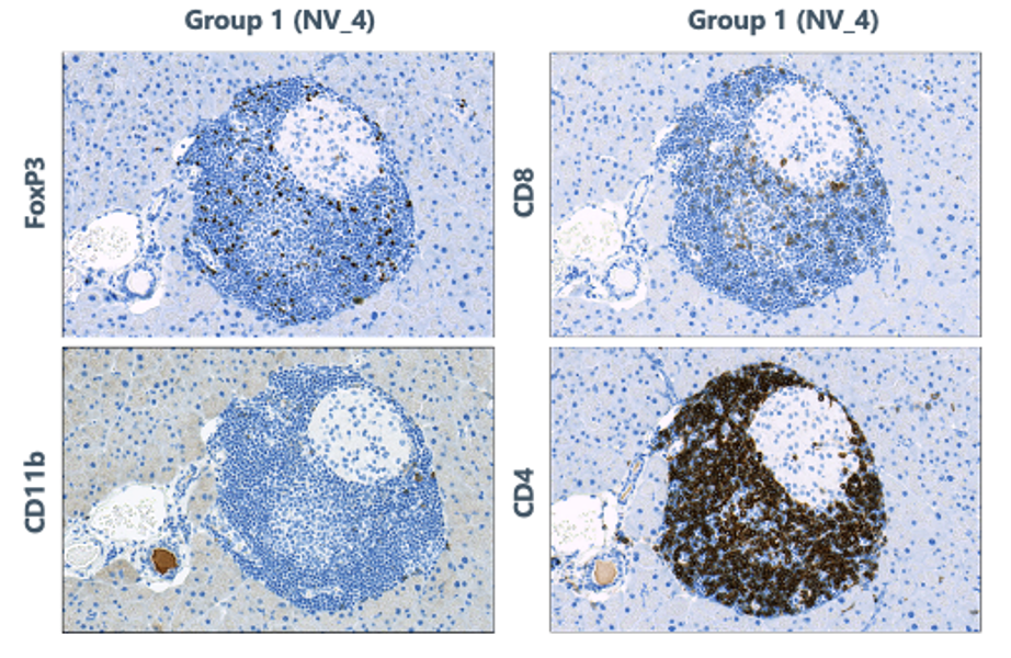 Use Cases and Benefits of Immunohistochemistry, Immunofluorescence, and ...