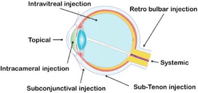 Ocular Toxicity Studies: Technical Considerations and Pathology ...